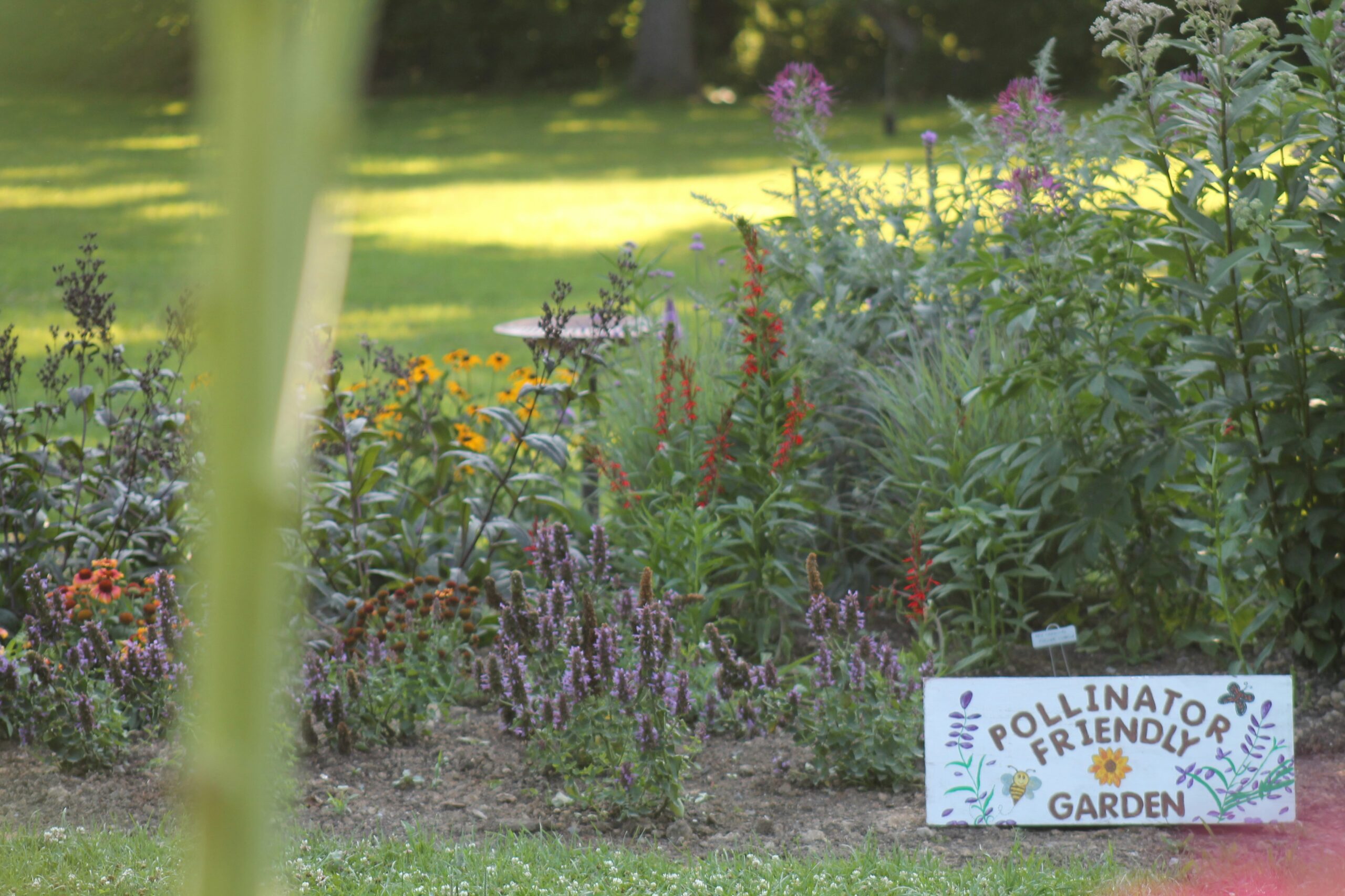 Chapman Park Clears Way for New Pollinator Garden | Lake Country Tribune